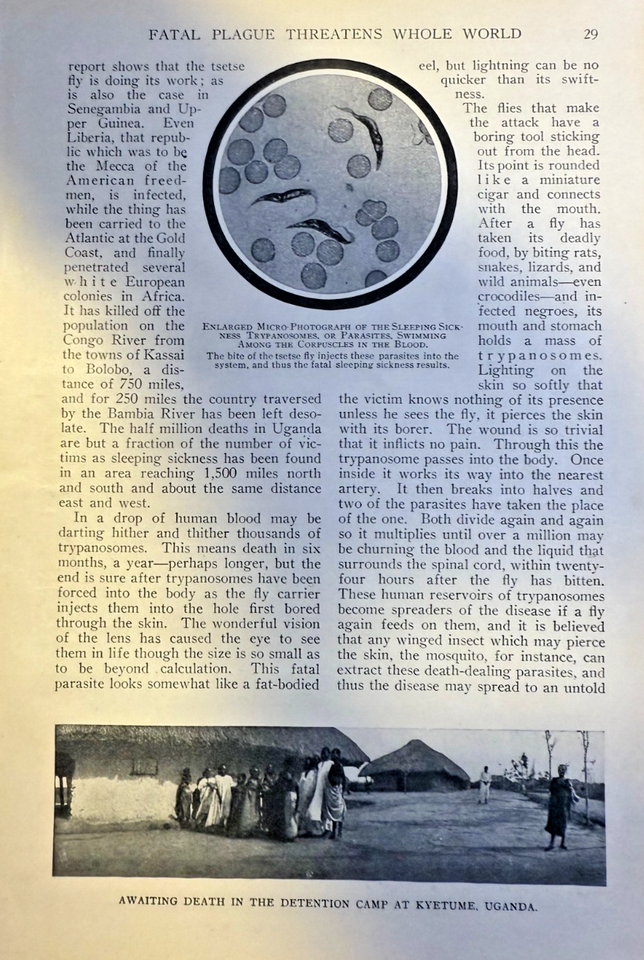1912 Tsetse Fly Sleeping Sickness Disease illustrated | eBay