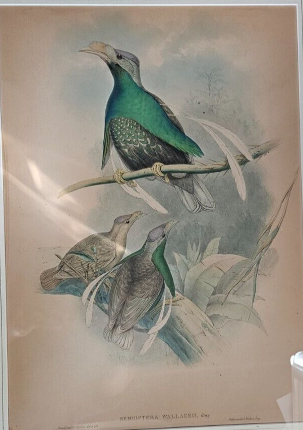 THREE ANTIQUE HAND COLORED J GOULD BIRD PRINTS | eBay