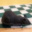 Toy Rat 4" Inch Black Plastic Pullback Friction Toy 1993 Toy State ...