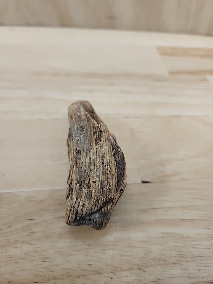 Civil War Relic Minnie Ball Embedded In Wood Bullet Ammo | eBay