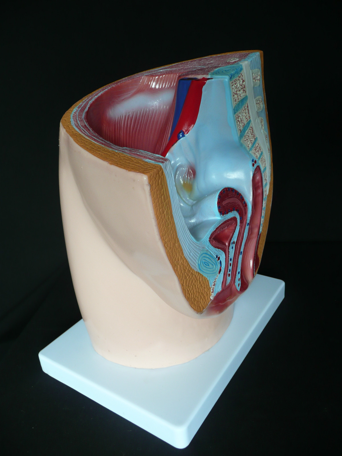 Human Female Pelvic Cross-Section Anatomical Model - Medical Pelvis ...