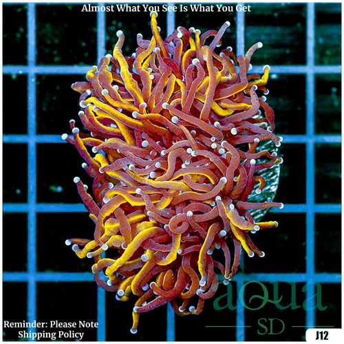 122 AquaSD Live Corals/Frags - Indo Gold Torch Coral - Aqua SD | eBay