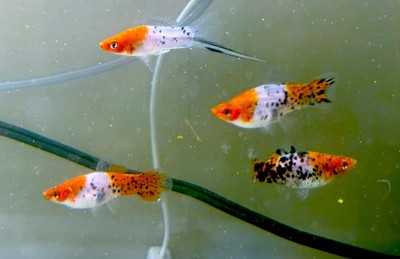 TRI-COLOR SANKE SWORDTAILS, JUMBO BREEDER QUAD! | eBay