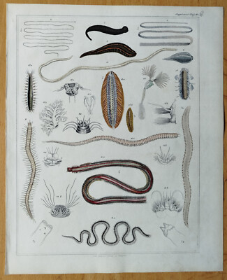 Leech Worm Millipede Large Original Print Oken Folio - 1843 | eBay