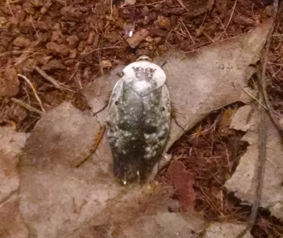 20 Chrome roaches (Gyna caffrorum) - live pet feeder insect | eBay