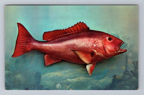 Red Snapper Fish Animals Vintage Postcard Standard Souvenir Postal Post ...