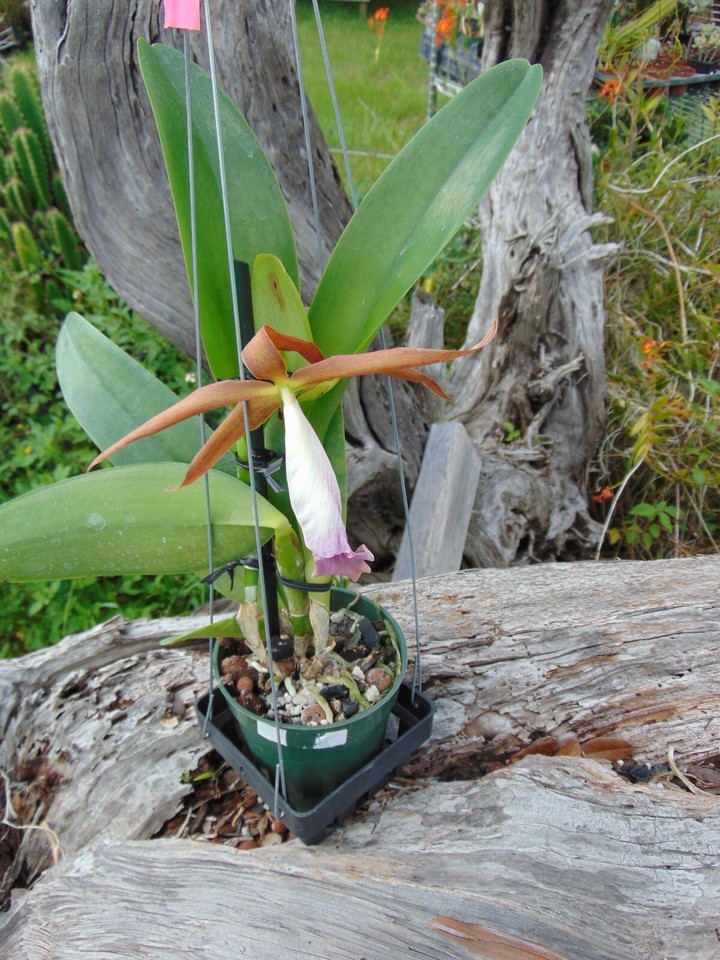 Laelia tenebrosa X Cattleya araguaiensis Bloom size 4" pot PRIMARY ...