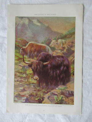 1931 Tibet Wild Ox Litho Color Art print 10x7" Natl Geographic EH Miner ...