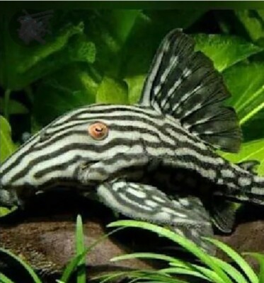 2.5" To 3" Royal Pleco L-191 Tropical Live Fish | eBay