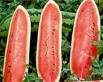 Watermelon Jubilee Great Heirloom Garden Vegetable By Seed Kingdom 75 ...