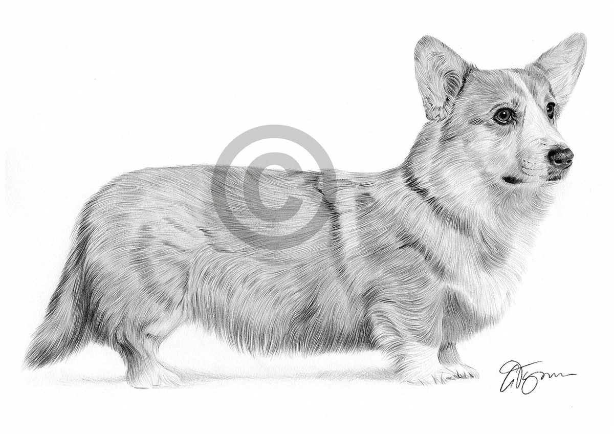 Corgi Pencil Drawing