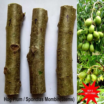 Hog Plum / Spanish Plum / Golden Apple / Spondias Mombin / Jobito ...