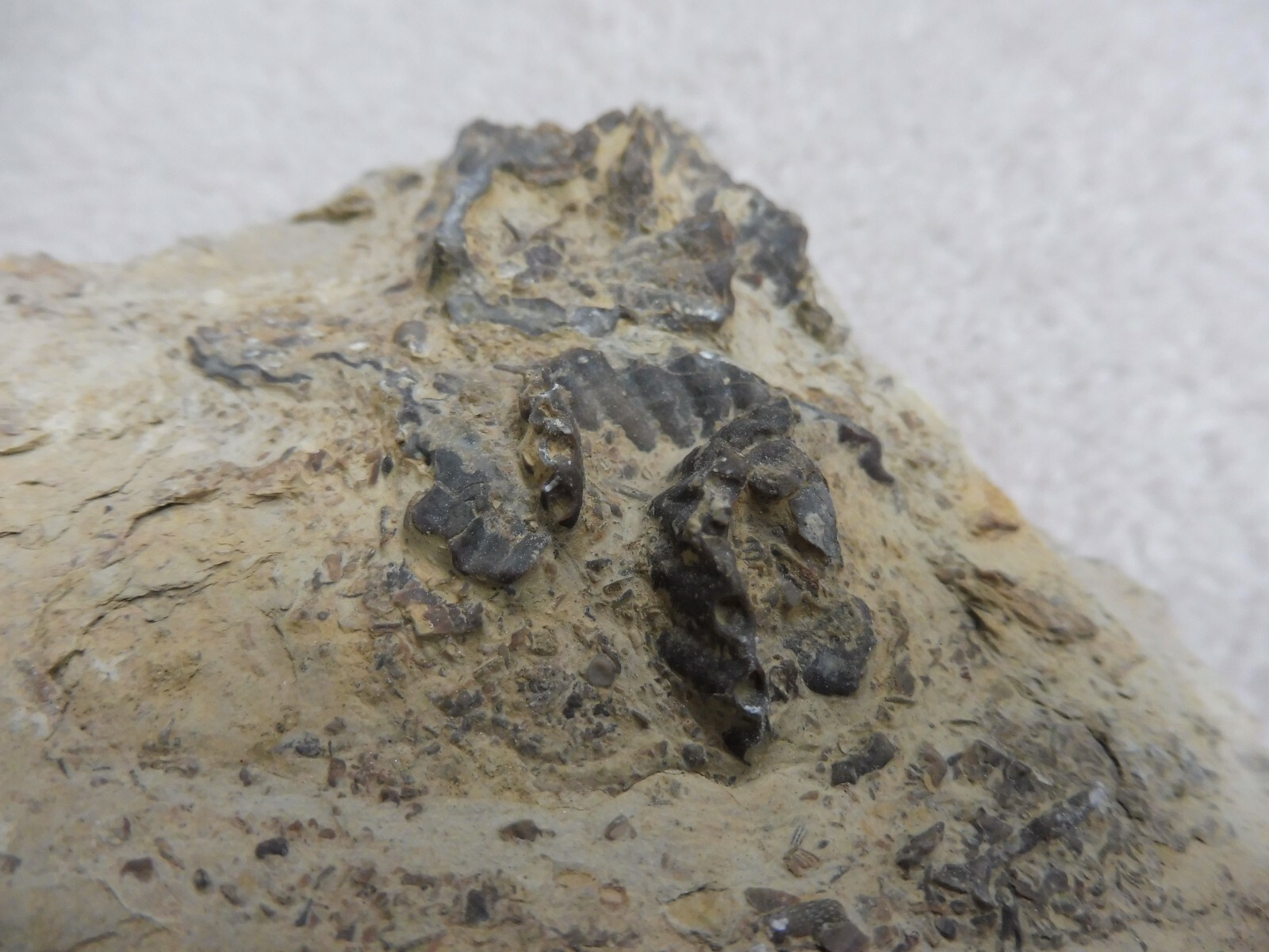Fossil Chain Coral (Halysites) Wren's Nest (Wenlock Limestone), UK ...