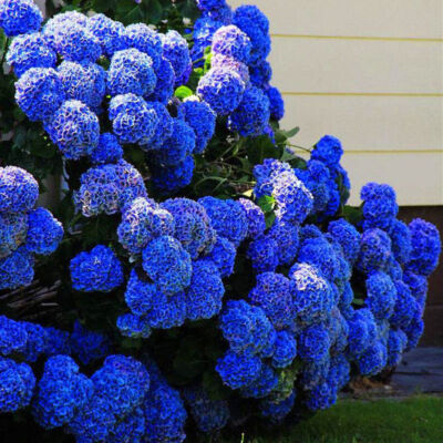 20Pcs EXOTIC RARE HYDRANGEA SEEDS for garden flower beds bush seeds | eBay