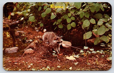 Racoon Vintage Postcard | eBay