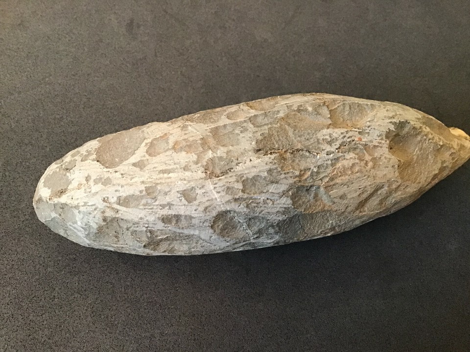 Fossil Fish Rhacolepis Agassiz Concretion Santana Brazil Cretaceous ...