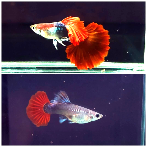 1 TRIO Red Rose Guppy Fish TANK BRED!! HIGH QUALITY!! BREEDING TRIO ...