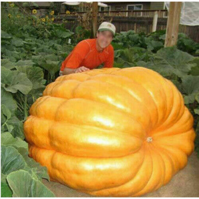 15 SEEDS PUMPKIN DILL'S ATLANTIC GIANT GUINNESS WORLD RECORD - 923,6 ...