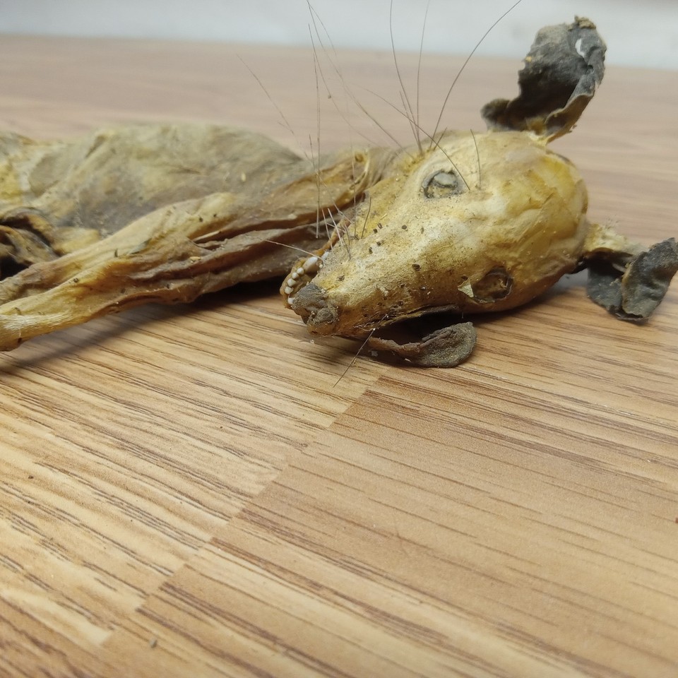 Cool Weird Oddity Unusual Mummified Opossum /Chupacabra??Taxidermy Animal Real!! | eBay