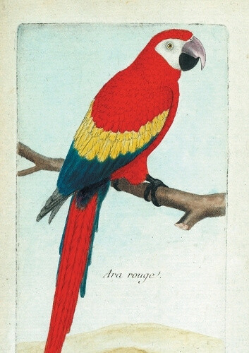 Carnet Lign Ara Rouge, Dessin 18e Si cle (Bnf Animaux) [French ...