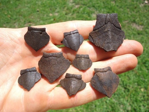 8 QUALITY TURTLE NUCHAL SCUTES FLORIDA FOSSILS ICE AGE EXTINCT TORTOISE ...