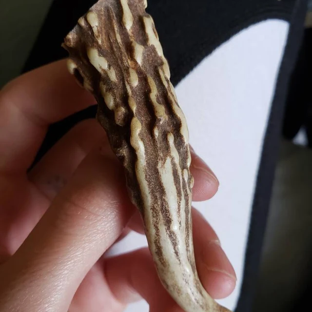 10 Pack - Med. Deer Antler Gnarly Tips * Grade A * Brow Tine Pendants ...