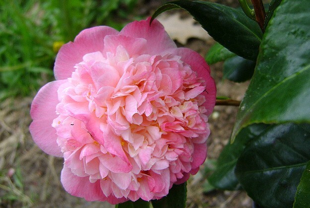 Mrs. Lyman Clarke~Camellia Japonica-Live Starter Plant -Highly Variable ...