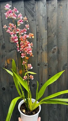 Oncidium Rosy Sunset | eBay UK