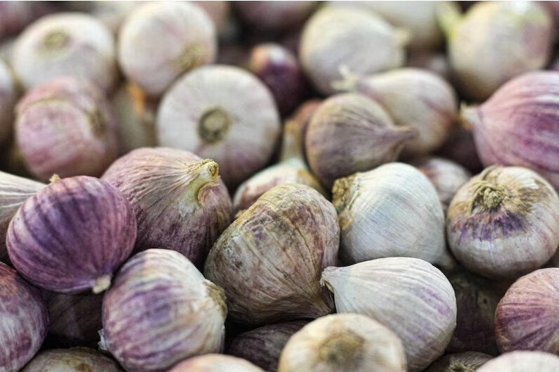 Wild Single Clove, Solo, Monobulb Garlic, Allium Sativum - Medicinal ...