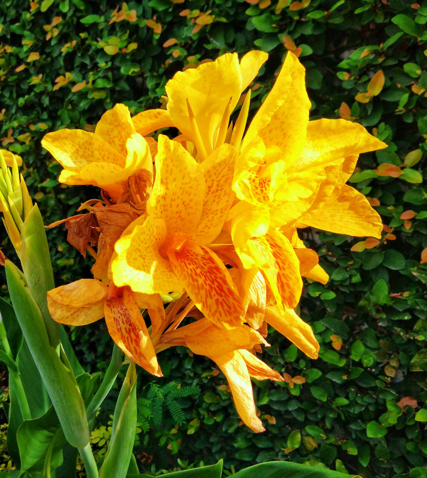 5 YELLOW CANNA LILY Indian Shot Canna Indica Flower Seeds *Flat S/H | eBay