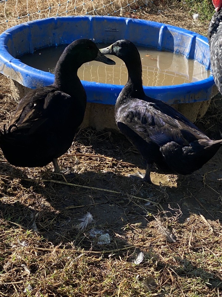 3 Fertile Cayuga + Cayuga Mix Duck Hatching Eggs - Rare Grey/Black Egg ...
