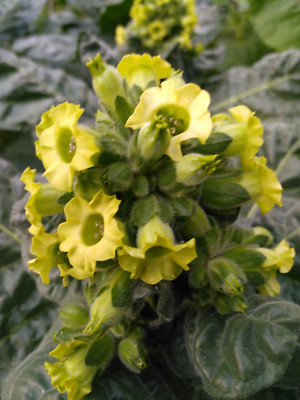 Ceremonial Indian TOBACCO 1500+ seeds NICOTIANA RUSTICA Mapacho Aztec ...