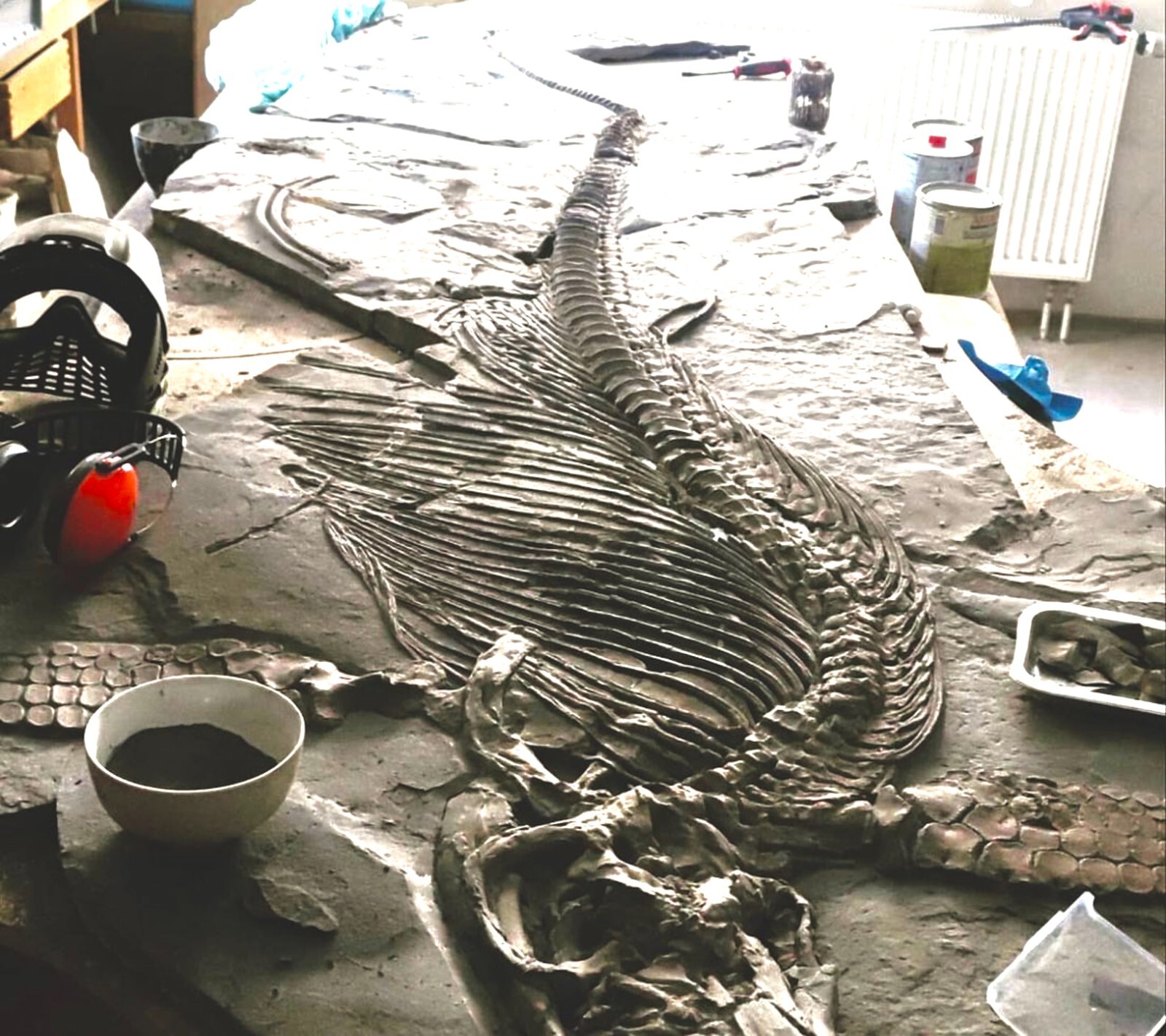 LARGE! ICHTHYOSAUR DINOSAUR FOSSIL ICHTHYOSAURUS MARINE REPTILE WALL ...