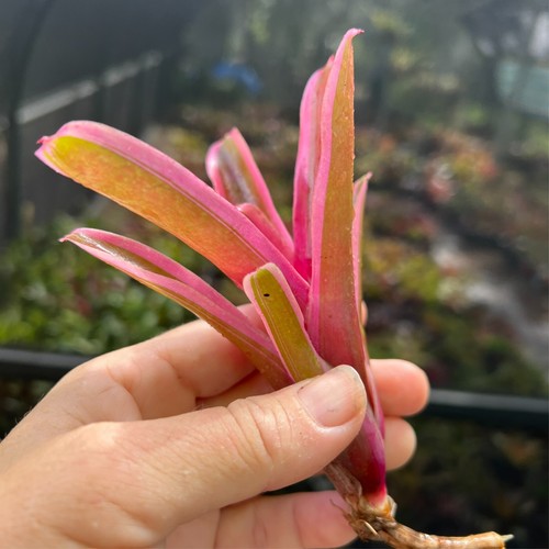 Mini Neo DONGER - Small Growing Bromeliad - Neoregelia | eBay