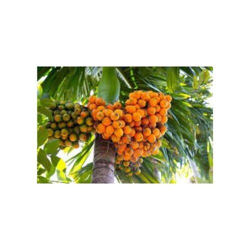 Areca catechu Roots NEW HERBLE PUWAK 100% organic 75g Sri lanka | eBay