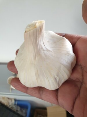 Five Bulbs Huge Garlic, Giant White Garlic Similar to Elephant Garlic ...