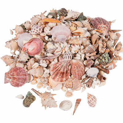 Sea Shell Assortment, Craft Supplies, 150 Pieces | eBay