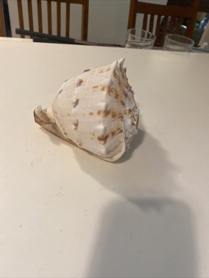 6” Queen Helmet Conch Sea Shell Large Horn Musical Instrument Cassis ...
