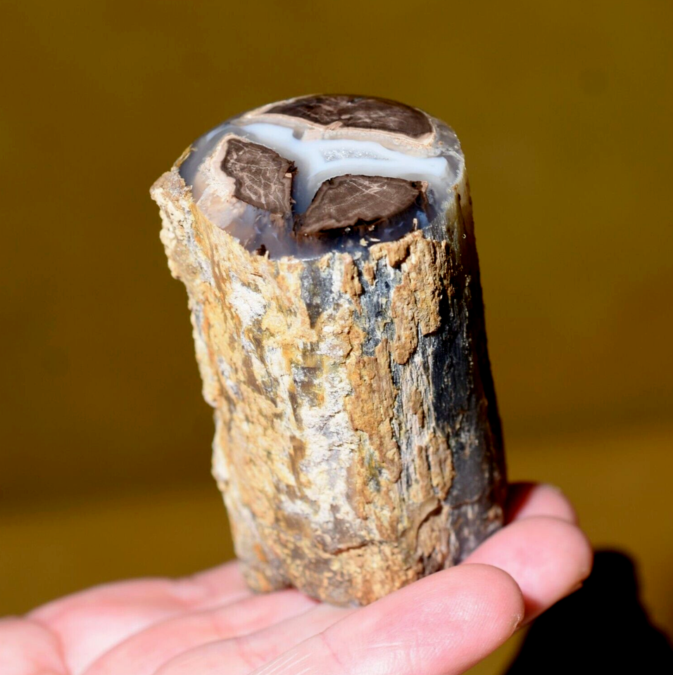 Amazing Blue Forest Agatized Petrified Eocene Wood Fossil Tree Limb ...