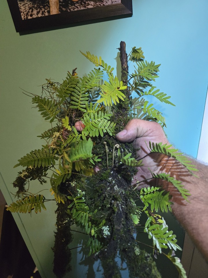 (5) RESURRECTION FERNS on stick Live, Plant Terrarium. | eBay