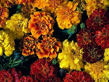 Marigold Zenith Mix 250 seeds | eBay