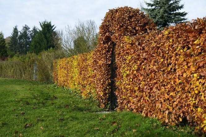 Rotbuche Fagus sylvatica 100-150cm 1Stk Hecke Heckenpflanzen Wurzelware ...