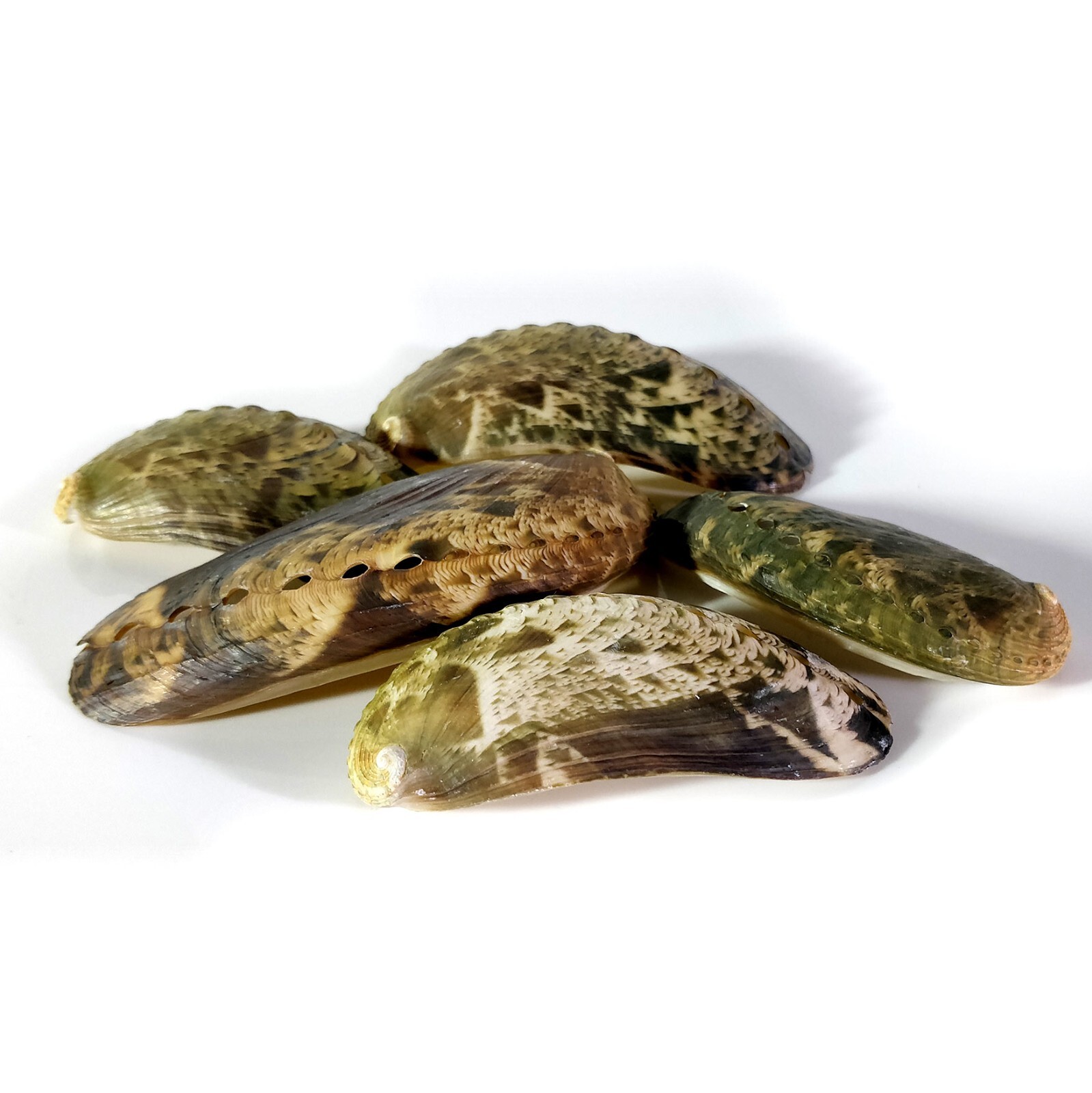 Abalone donkeys ears unpolished seashells x5 6-8 cm perfect for crafts ...