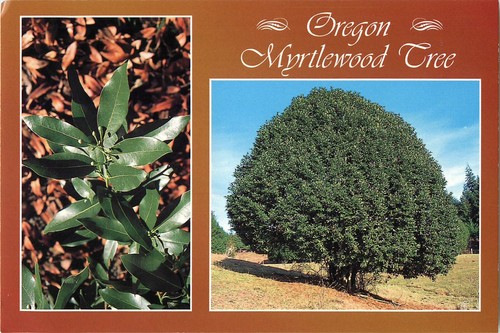 Oregon Myrtlewood Tree Southwestern Oregon Postcard Unposted | eBay