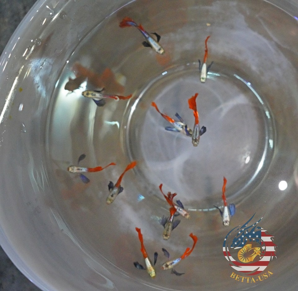 1 TRIO - Live Aquarium Guppy Fish High Quality - Platinum Dumbo Red ...