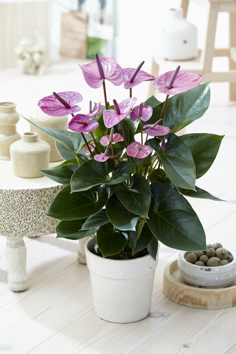 Tropical Indoor Flowering Plants