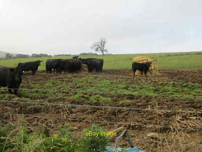 Photo 6x4 Cattle feeding Glenbervie Cattle feeding on the lower eastern ...