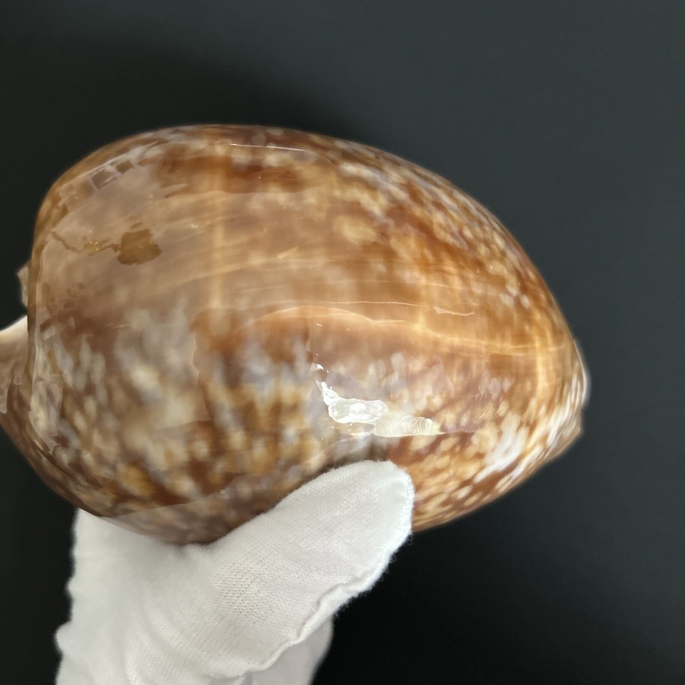 Macrocypraea cervus/Cypraea cervus, 135mm, 136g, Giant and Heavy cowrie ...