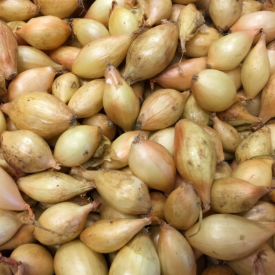 Yellow Winter/Radar Autumn planting onion sets - 2025 stock | eBay UK