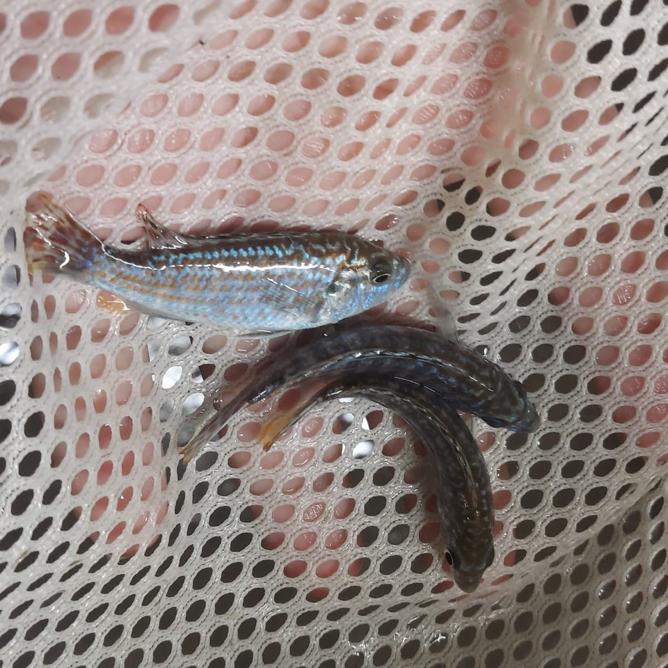 EXASPERATUS AFRICAN CICHLID 1 TO 1.5" UNSEXED (Labidochromis ...